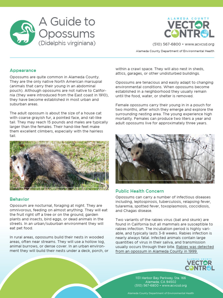 Opossums | PDF | Rabies | Zoology