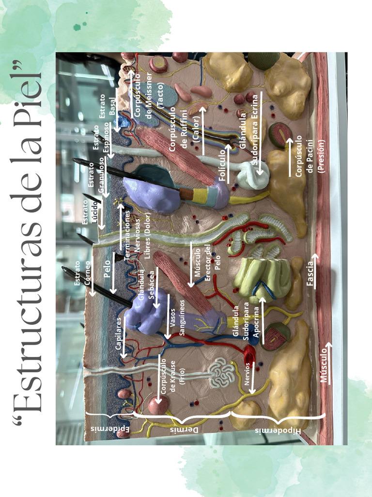 Act Estructuras de La Piel (Estructura-Lab) | PDF