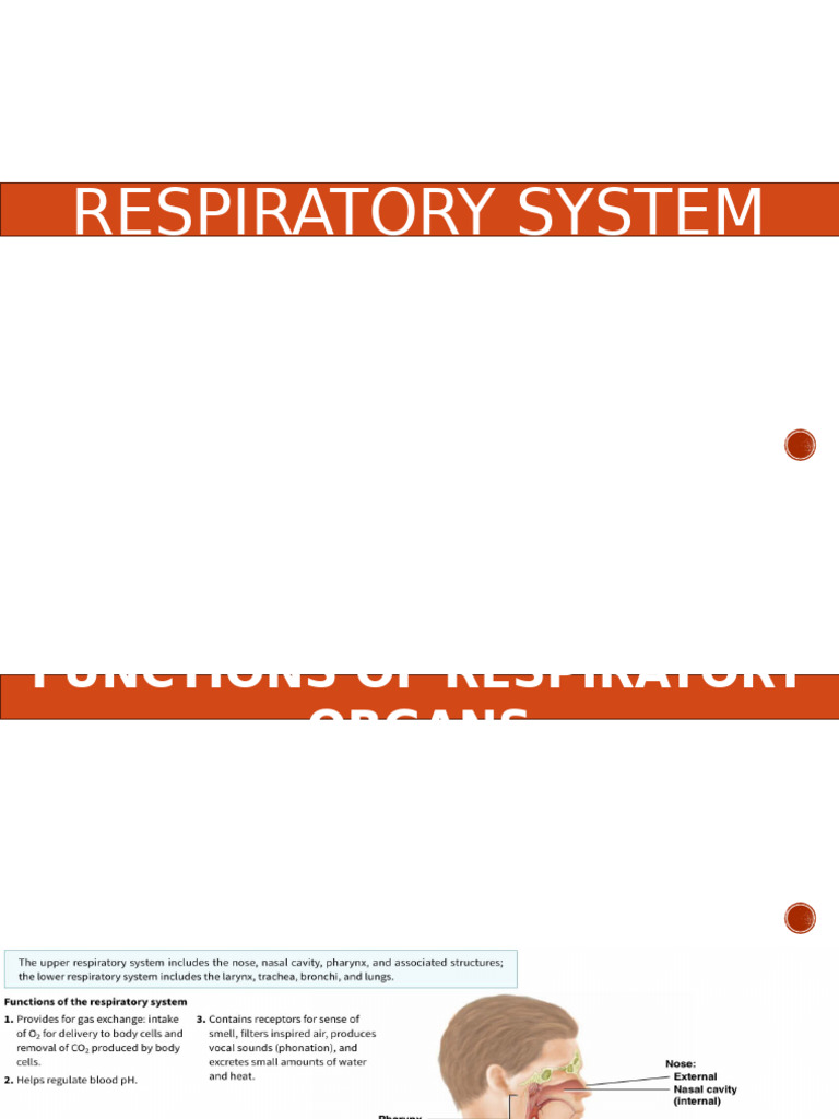 Respiratory System | PDF | Respiratory Tract | Lung