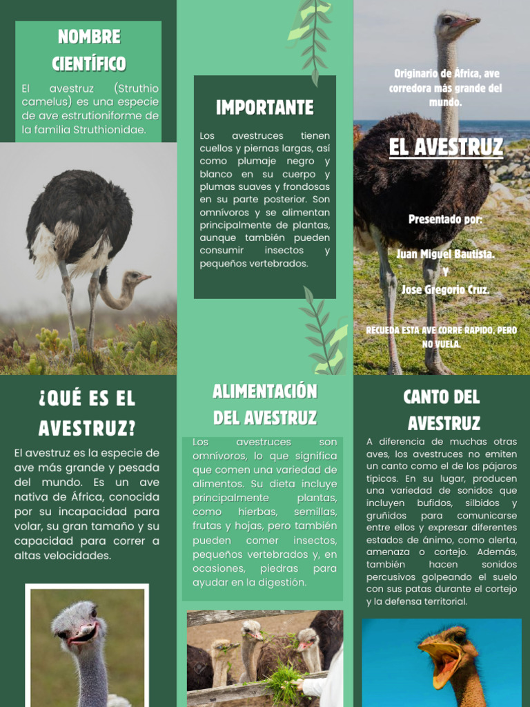 Avestruz | PDF | Aves | Ornitología