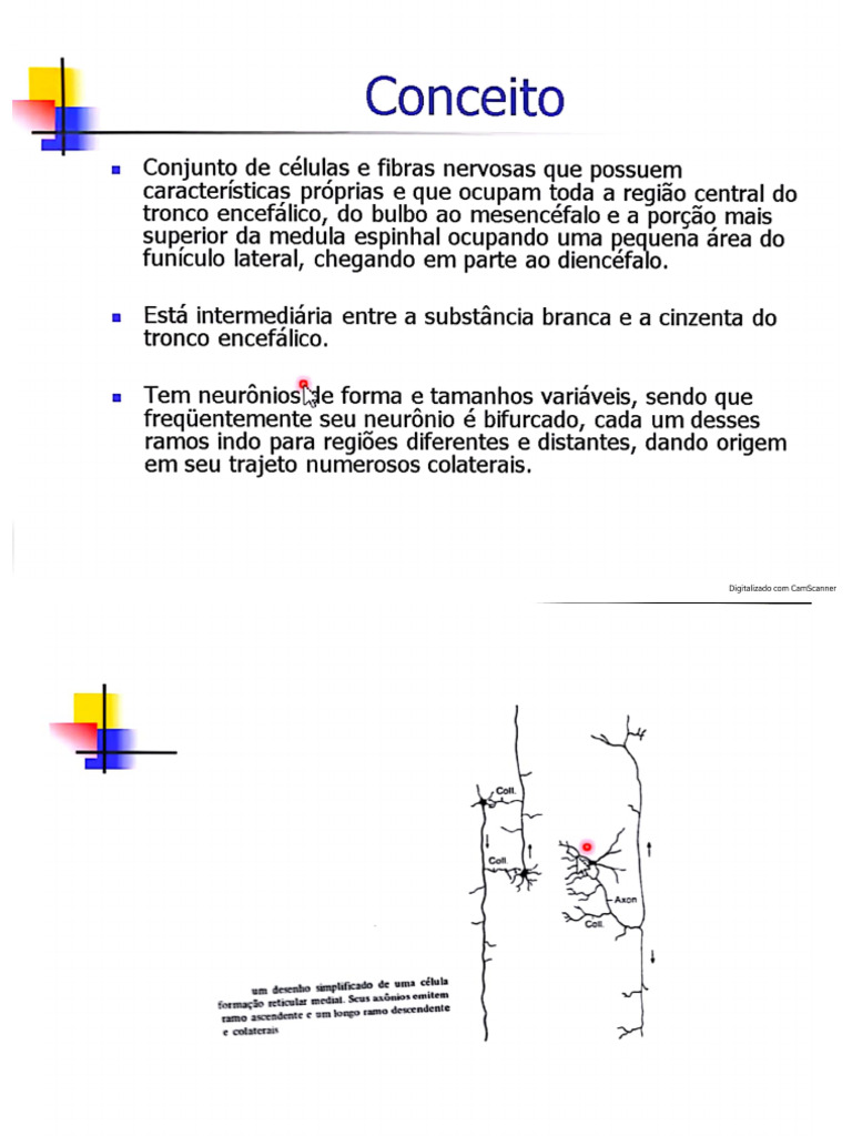 Neuroanatomia Formação Reticular Pdf
