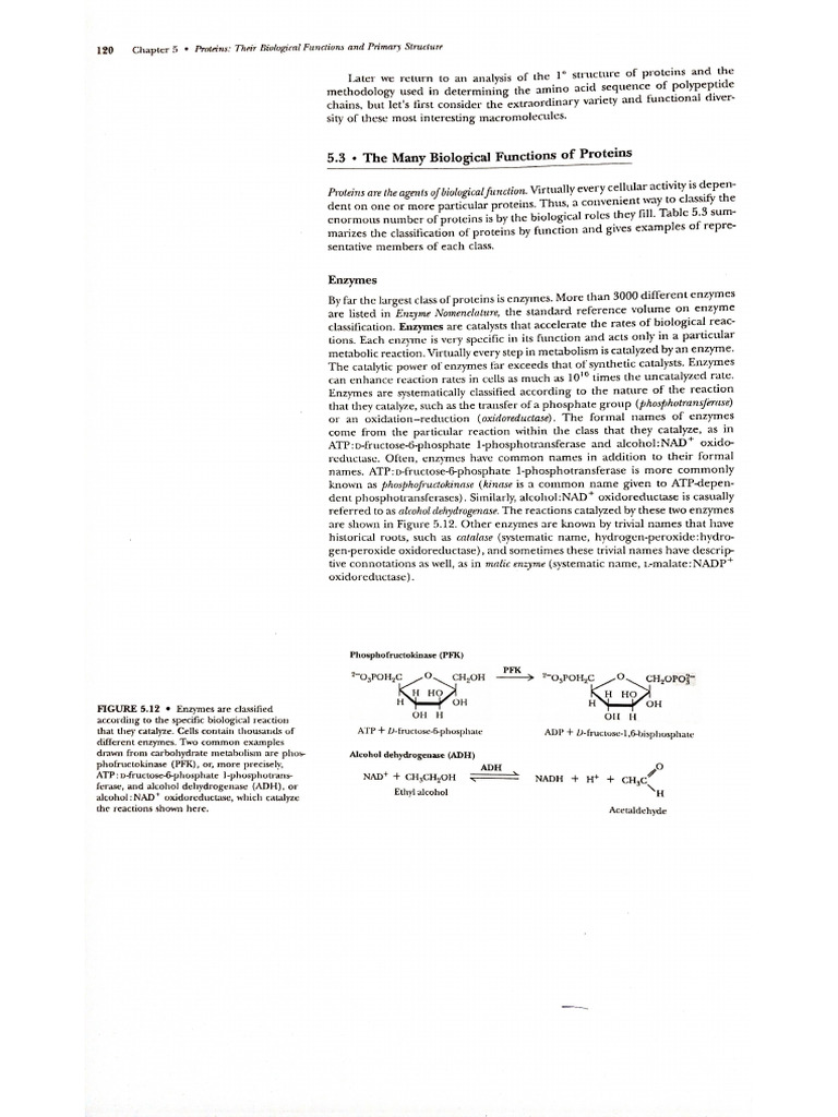 PROTEIN. (Biological Function and Primary Structure) | PDF