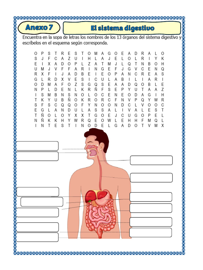 Sopa de Letras Sistema Digestivo | PDF