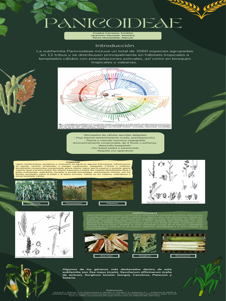 Panicoideae | PDF | Plantas