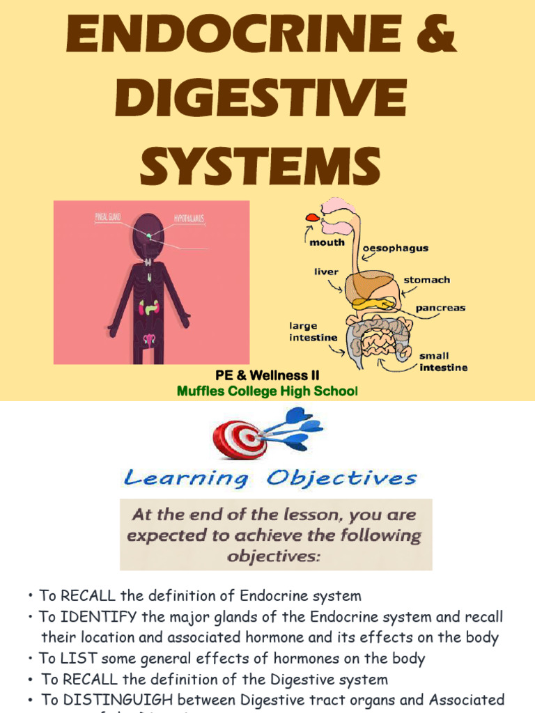 Endocrine and Digestive Systems Pe & Wellness II Semester 2 Cycle 3 ...
