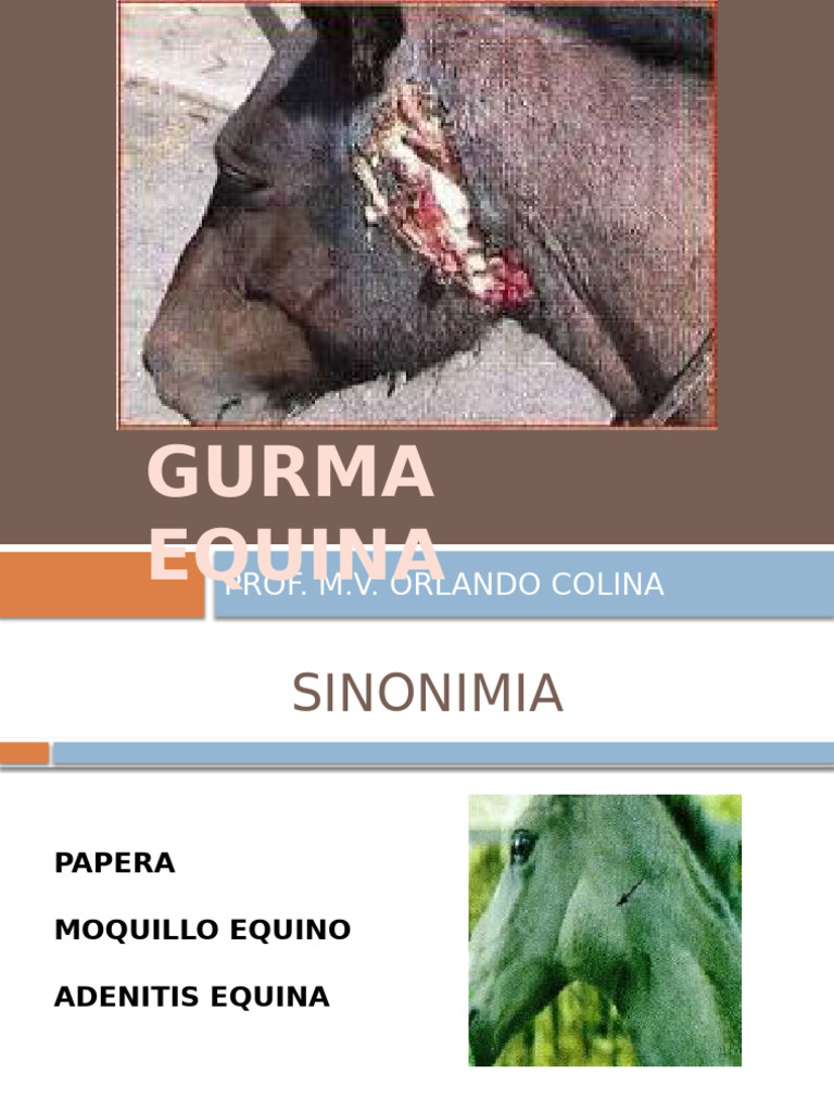 Gurma Equina | PDF | Influenza | Inflamación