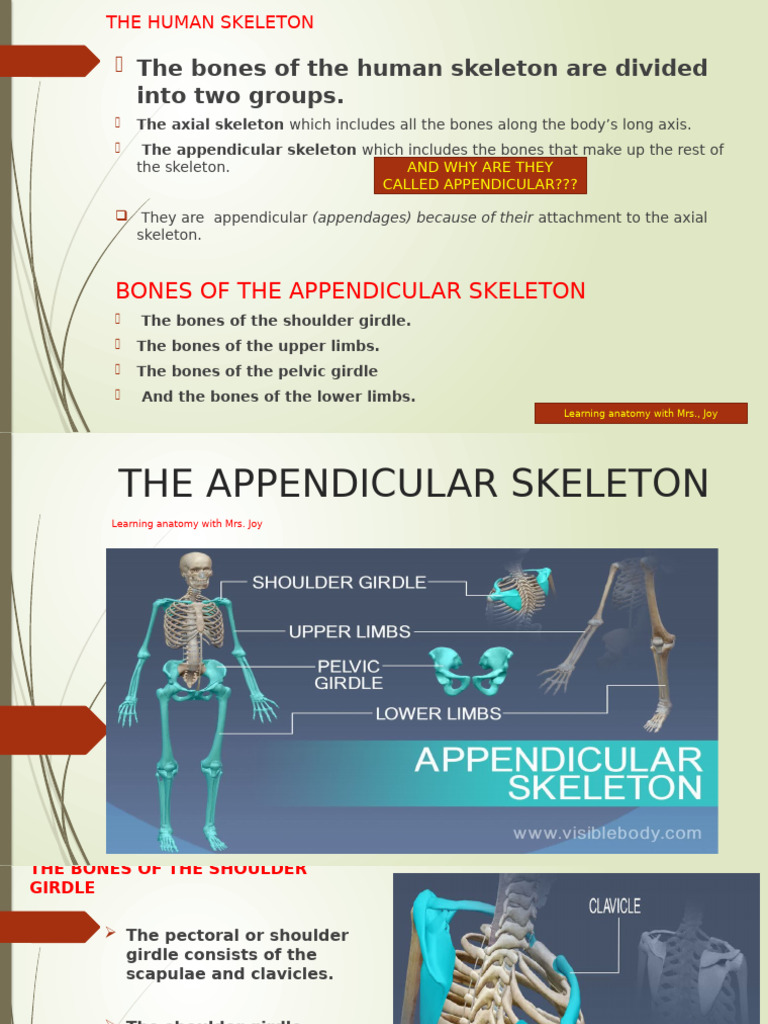 The appendicular skeleton | PDF | Elbow | Limbs (Anatomy)