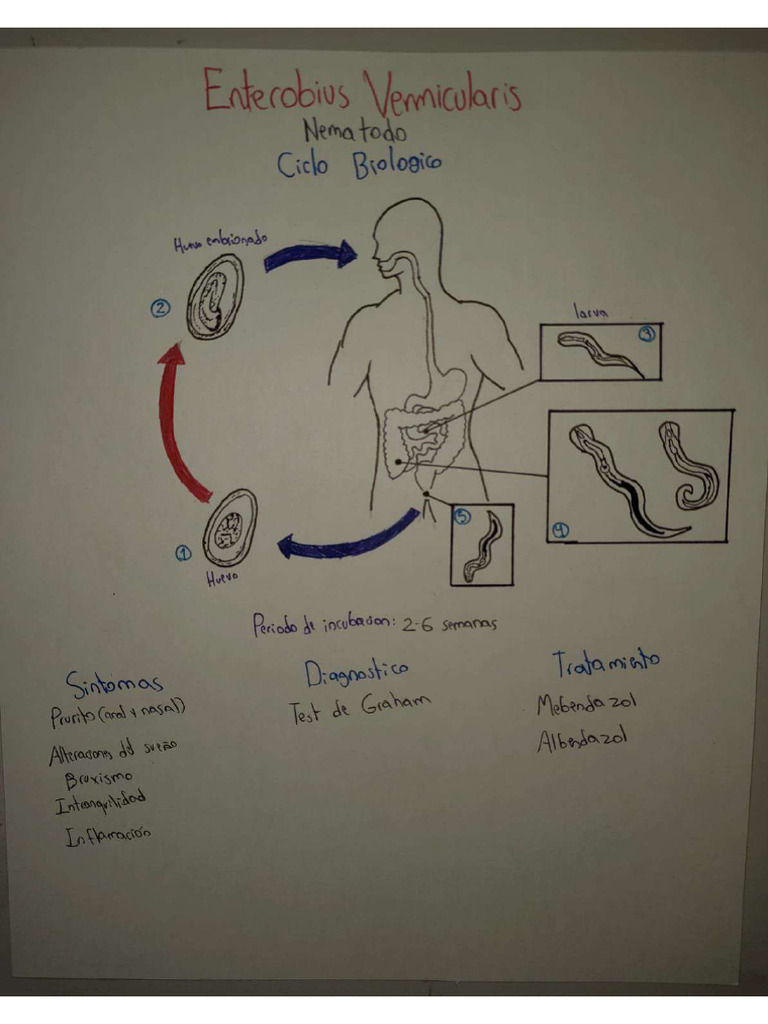Ficha-Enterobius Vermicularis | PDF