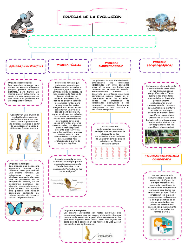 Pruebas de La Evolucion | PDF | Evolución | Homología (biología)