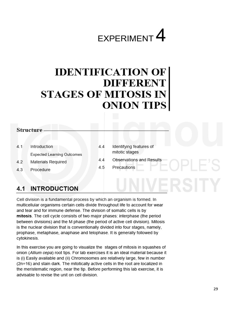 Cell Division Report | PDF | Mitosis | Chromosome