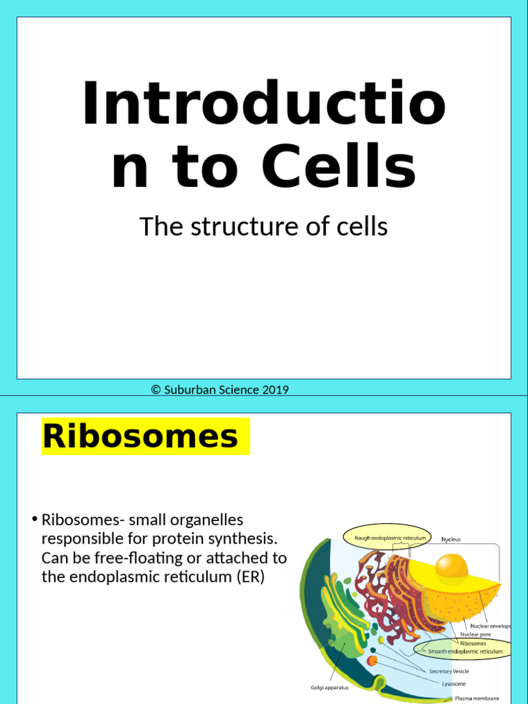 Overview of Cell Structures and Functions | PDF