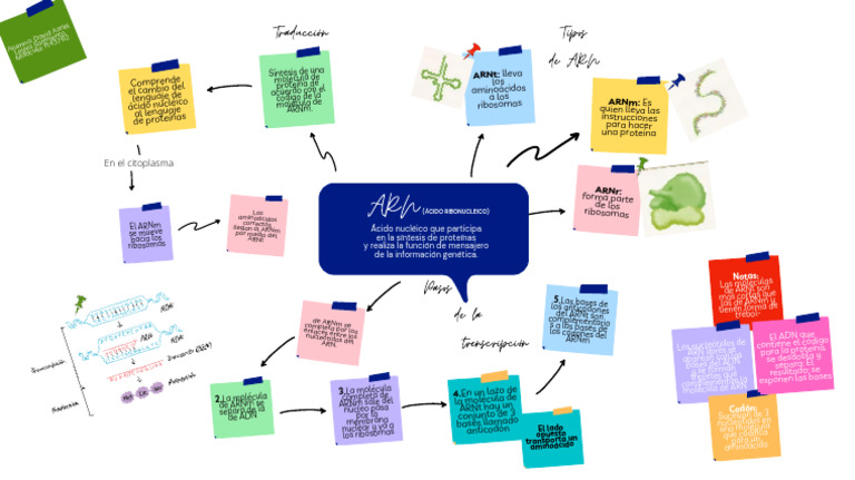 Mapa Mental 5 | PDF | Rna | Ribosoma