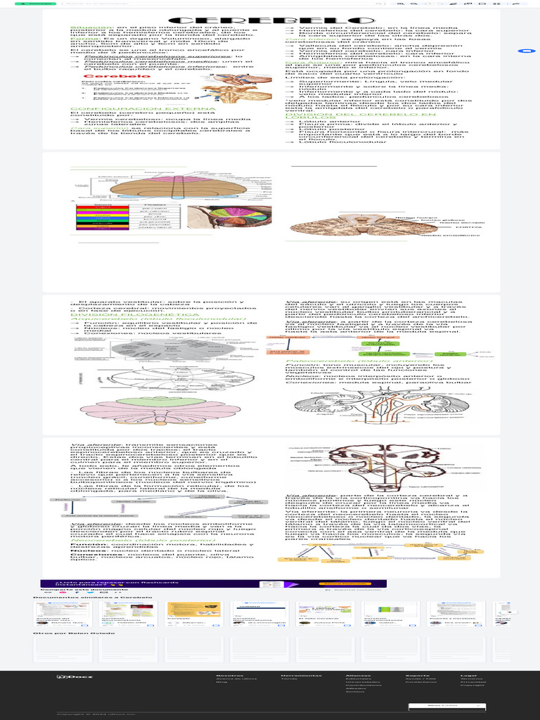 Cerebelo - Belen Oviedo - Udocz | PDF | Cerebelo | Neurociencia