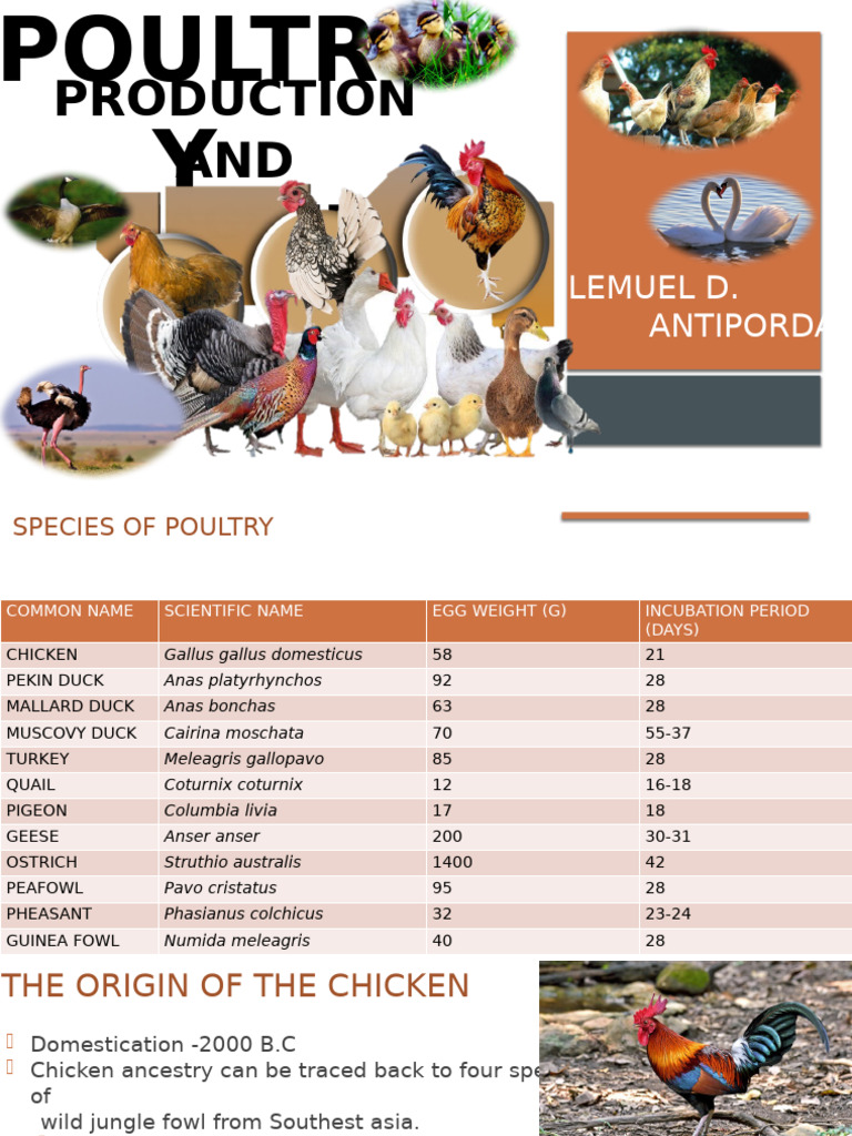 Poultry Species and Breeds Overview | PDF | Poultry | Junglefowls