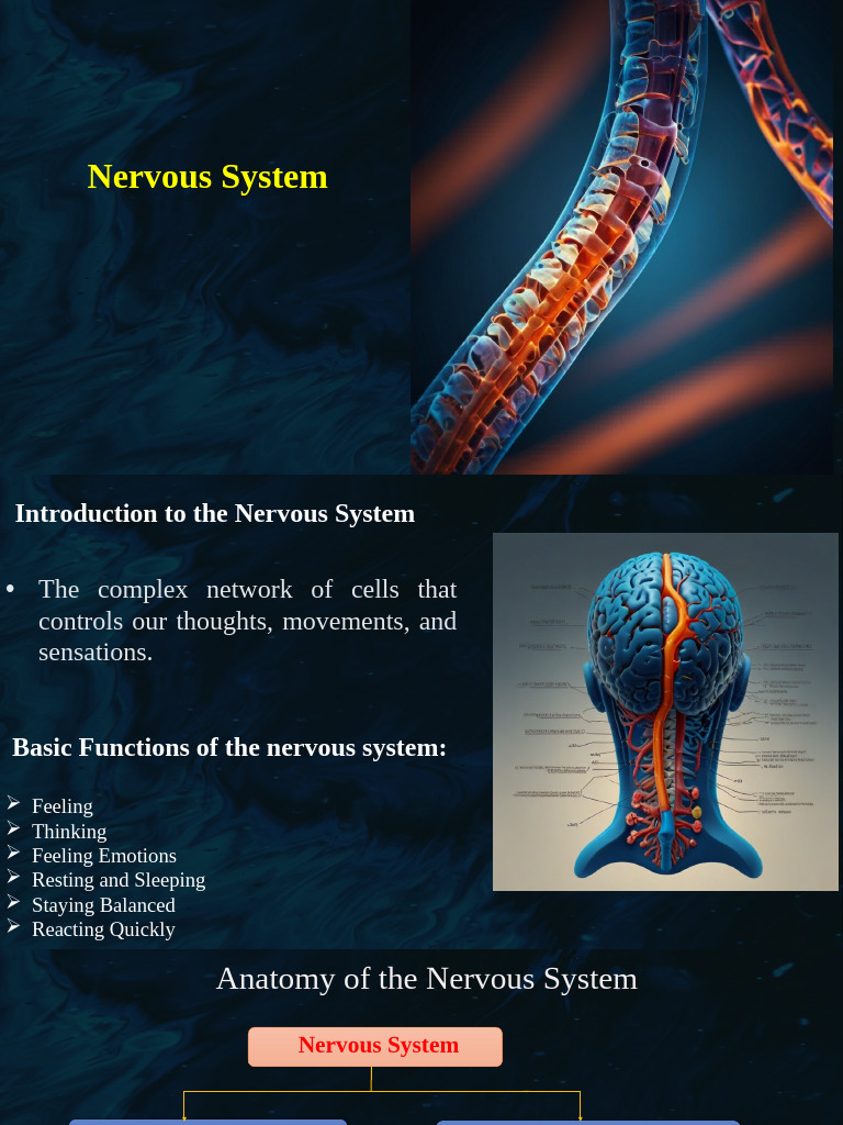 Overview of the Nervous System Functions | PDF