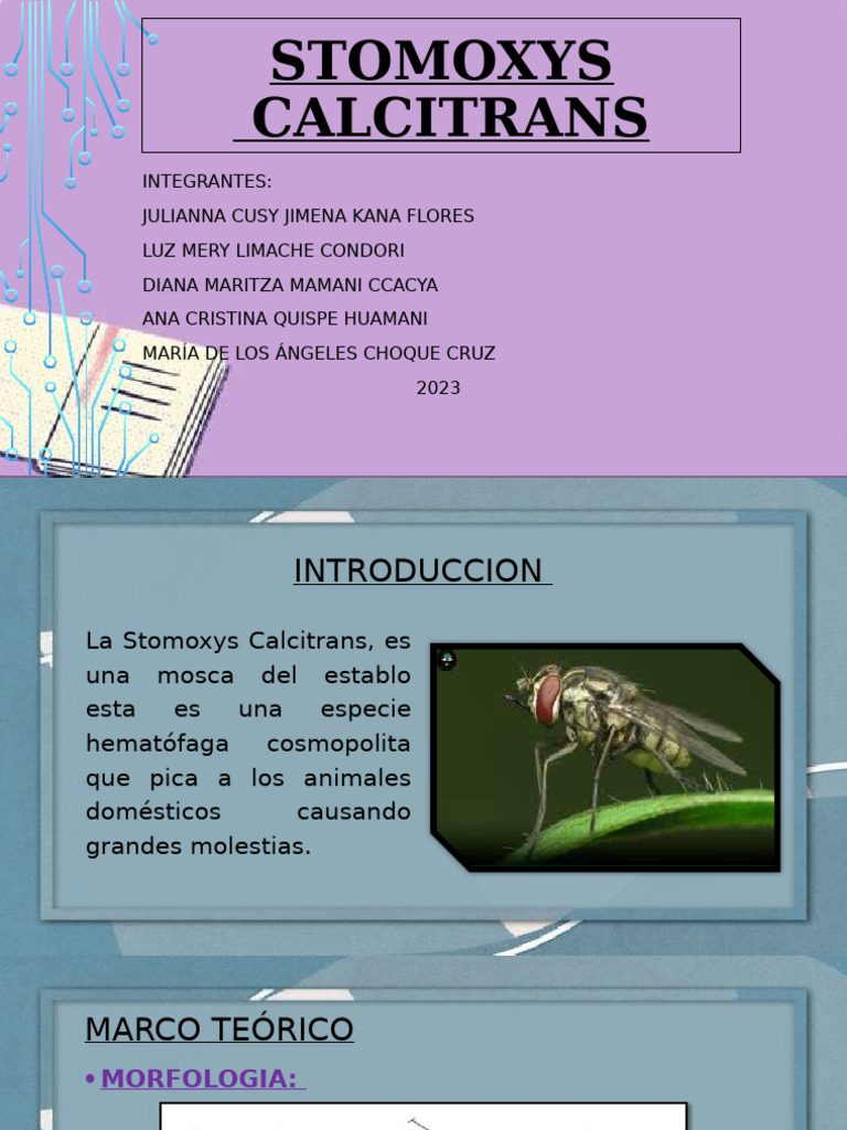 Mosca del Establo: Stomoxys Calcitrans | PDF