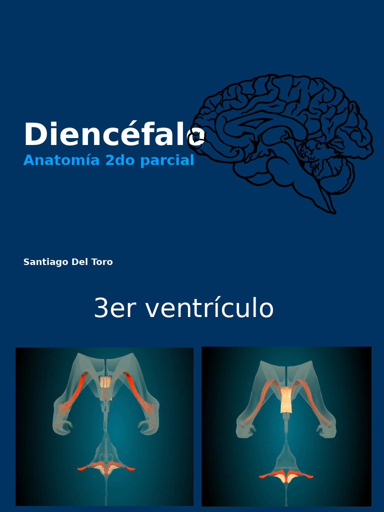 Diencéfalo | PDF