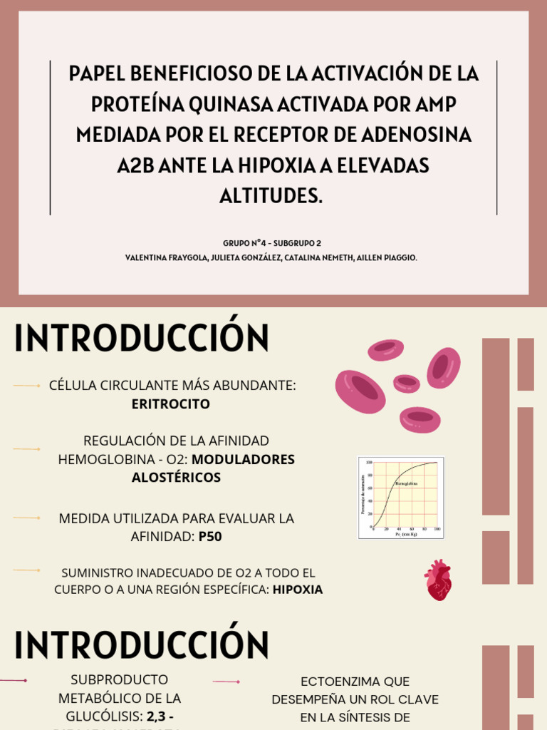 Papel Beneficioso de La Activación de La Proteína Kinasa Activada Por ...