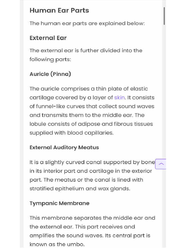 Outer Part Of. Ear | PDF
