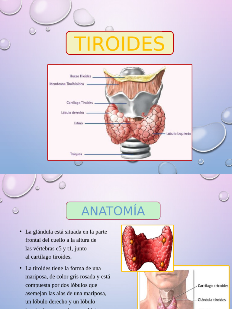 Expo Morfo Tiroides Paratiroides | PDF | Tiroides | Glándula paratiroidea
