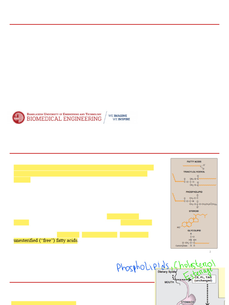 Lipid Metabolism Overview in Biochemistry | PDF | Fatty Acid | Lipid