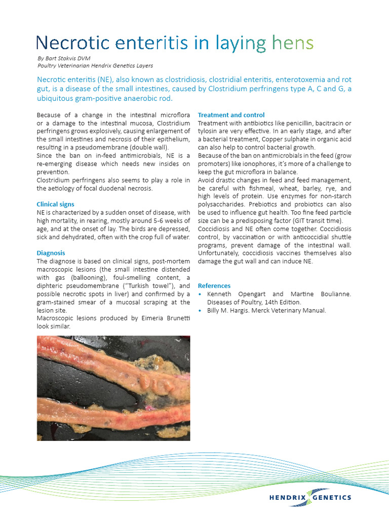 Clostridiosis Necrotic Enteritis | PDF | Gastrointestinal Tract ...