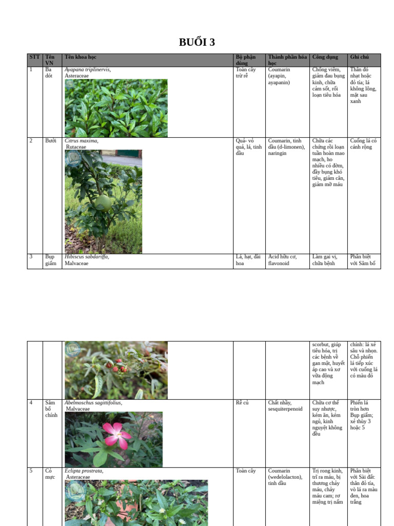 NTDL - Bài Soạn Buổi 3 - Có Hình | PDF