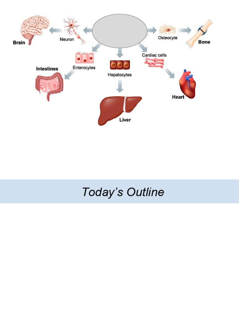 CH2 Cells Sp25 | PDF | Cell Membrane | Endoplasmic Reticulum