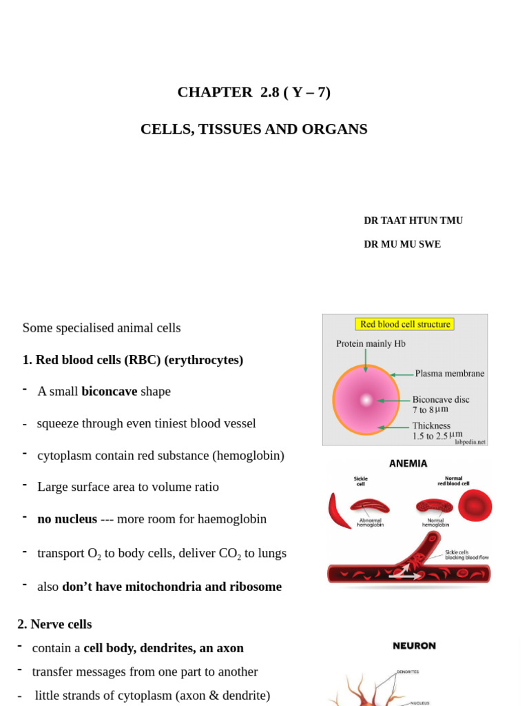 Cells, Tissues and Orgns | PDF | Red Blood Cell | Axon