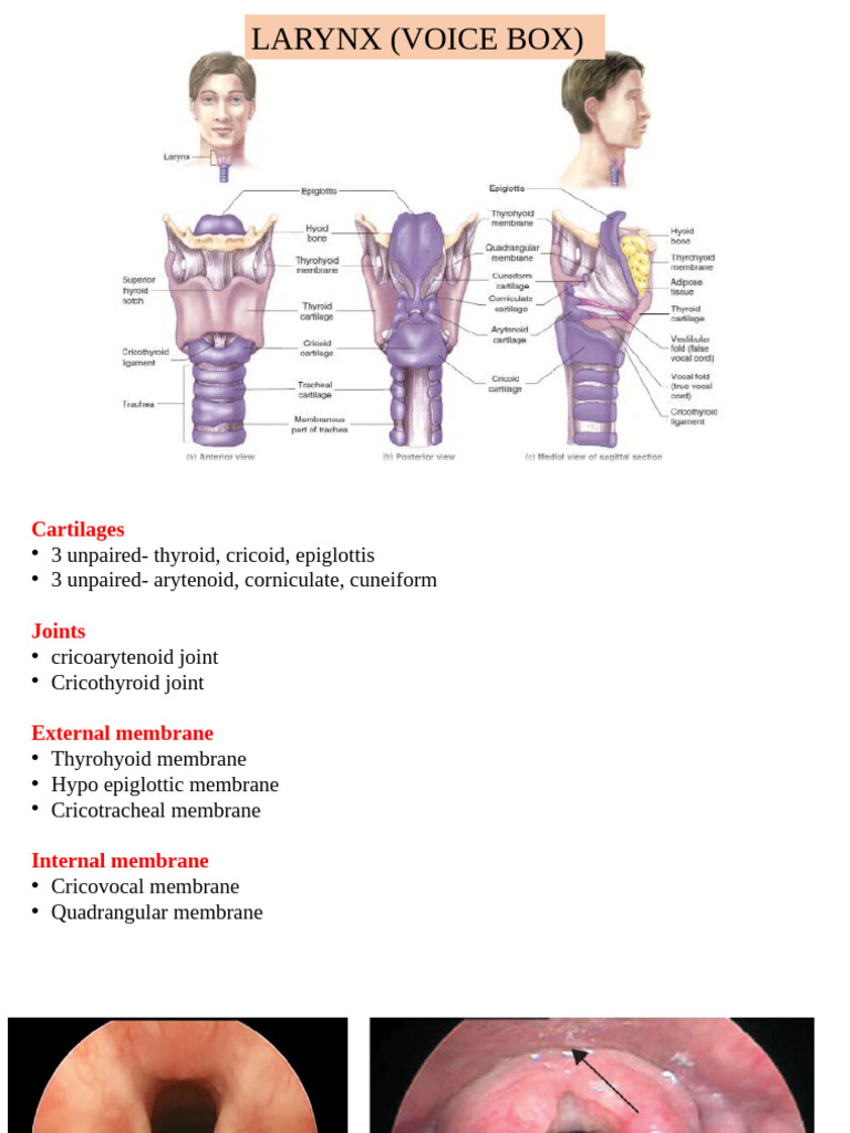 Larynx | PDF