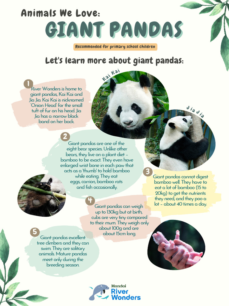 Fun Facts About Giant Pandas for Kids | PDF | Giant Panda | Bears