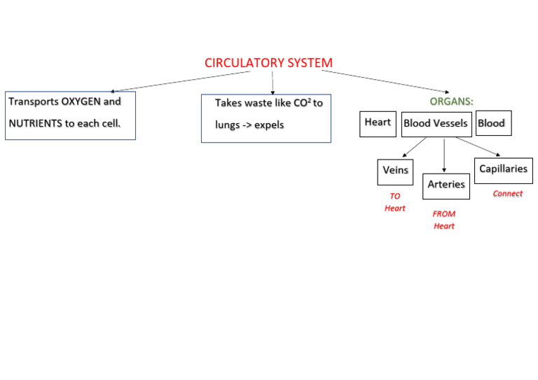 CIRCULATORY SYSTEM Mind Map | PDF