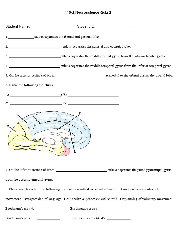 Neuroscience Quiz: Brain Structures & Functions | PDF | Frontal Lobe ...