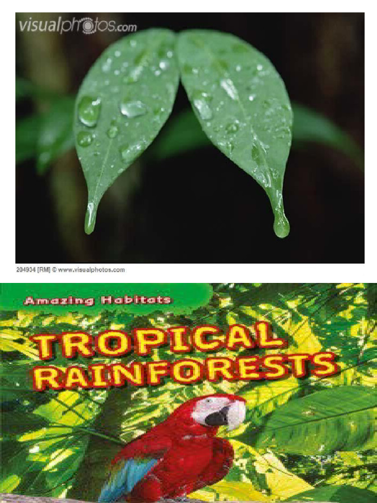 Sustainable Management of Rainforests | PDF | Rainforest | Deforestation