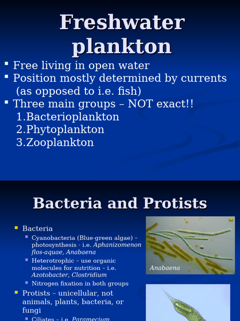 Freshwater Plankton | PDF