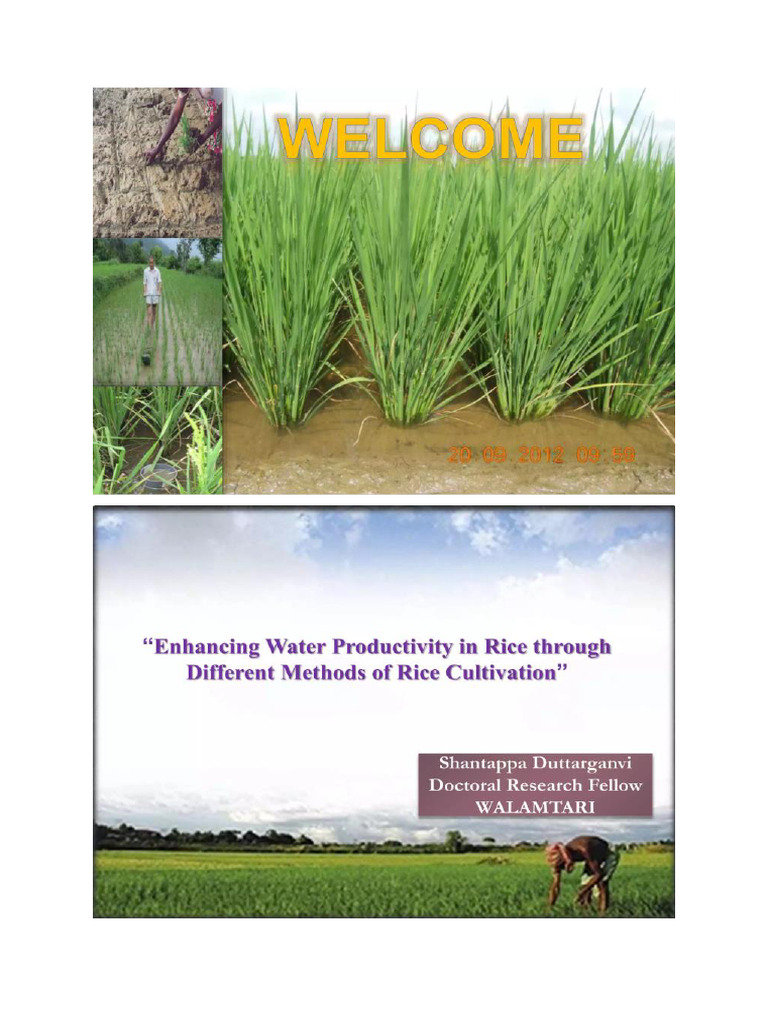 Different Methods of Rice Cultivation | PDF