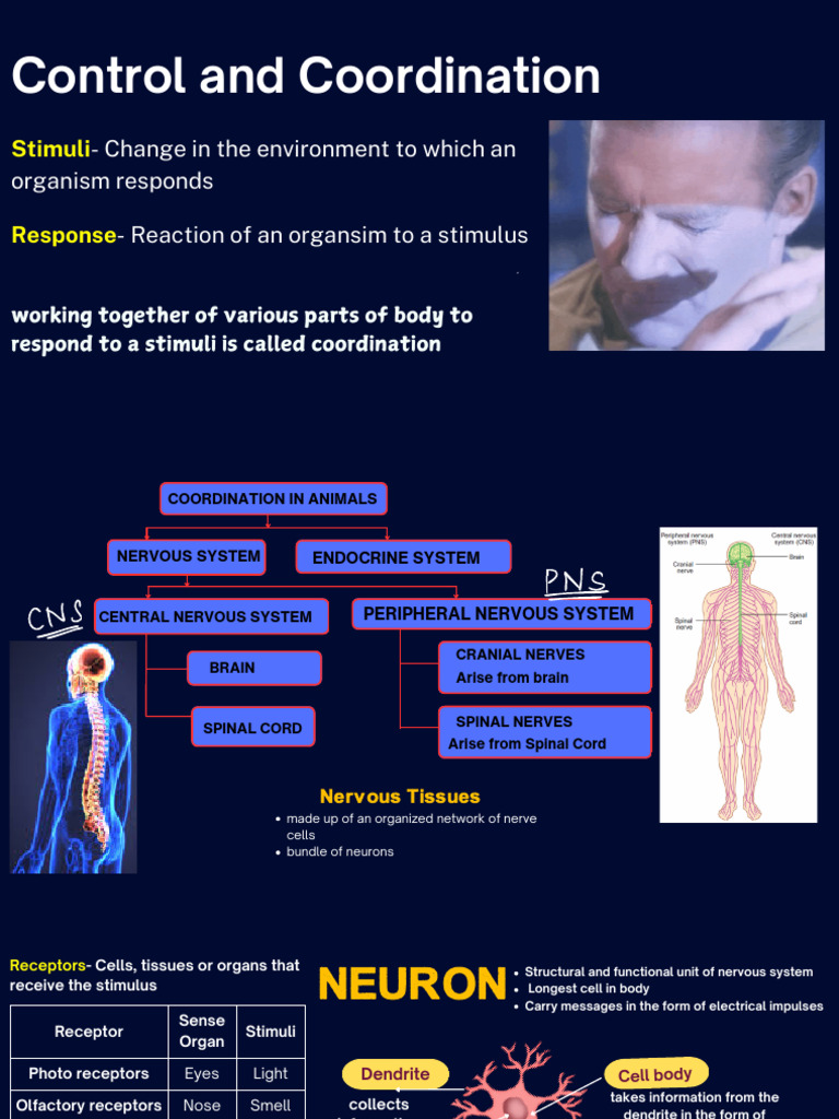 Control and Coordination | PDF | Neuron | Stimulus (Physiology)