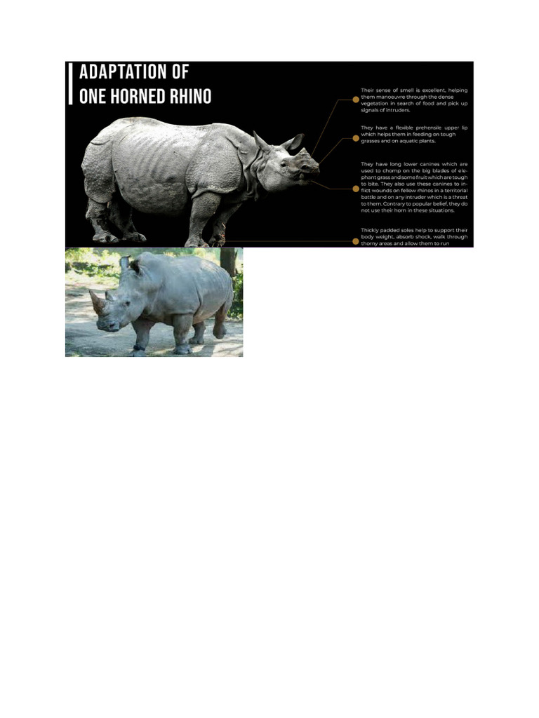 RHINO | PDF