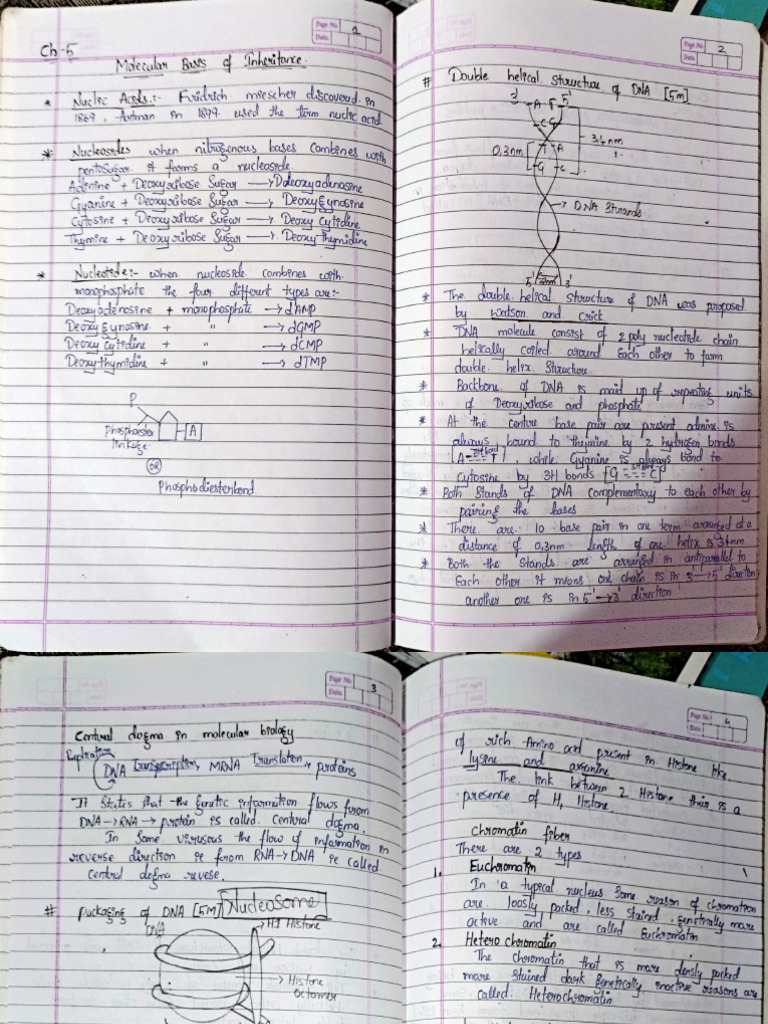 Molecular Basis of Inheritance notes-1 | PDF | Life Sciences | Natural ...