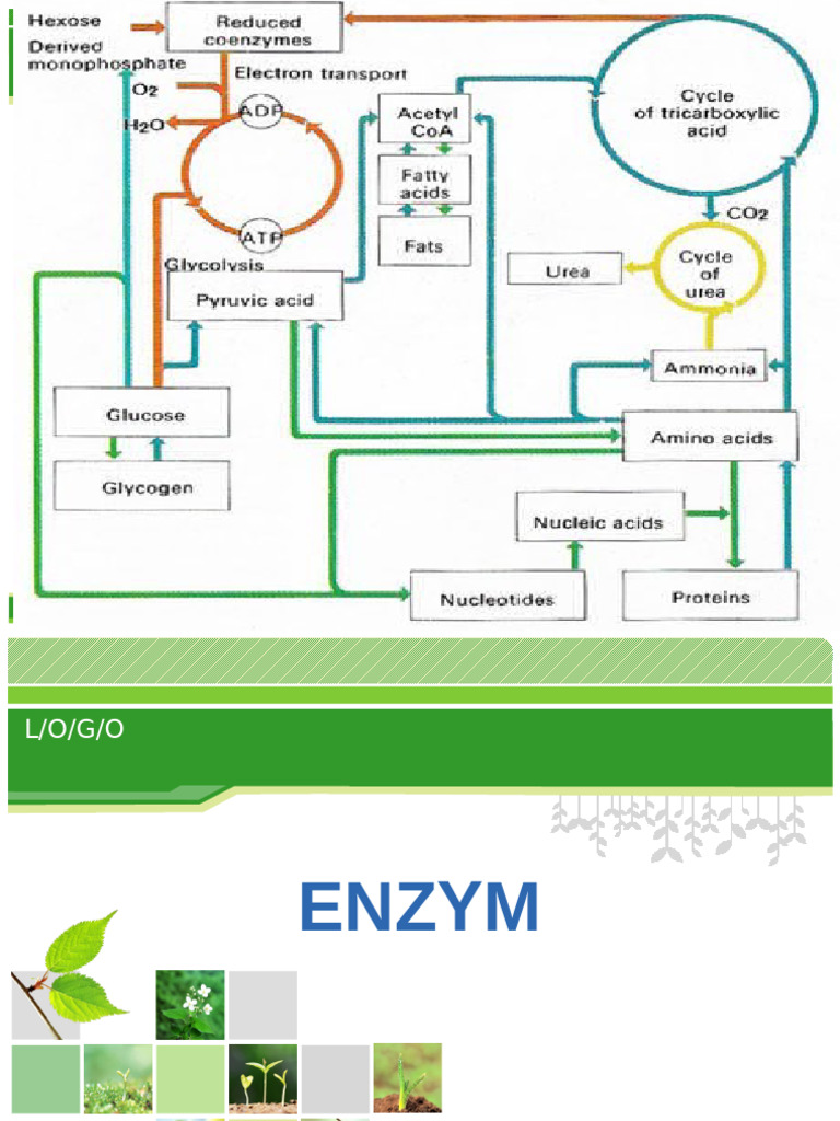Enzym 1 | PDF