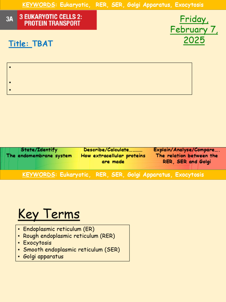 3A3 EUKARYOTIC CELLS2 Protein Transport | PDF | Endoplasmic Reticulum ...