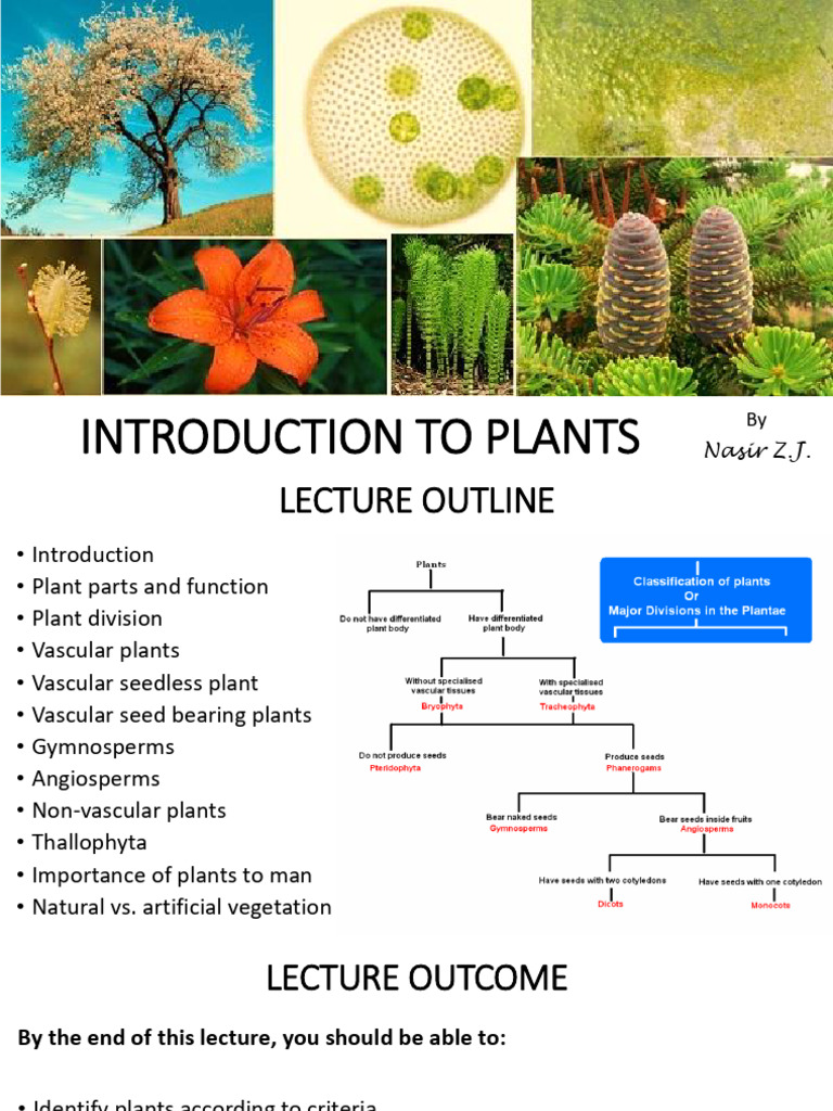 Lecture 5 - Introduction to Plants | PDF | Spore | Fern Lecture 5 - Introduction to Plants | PDF | Spore | Fern