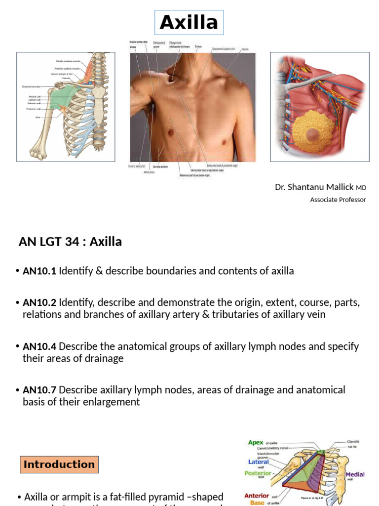 Axilla Anatomy and Lymphatic Drainage | PDF | Musculoskeletal System | Angiology