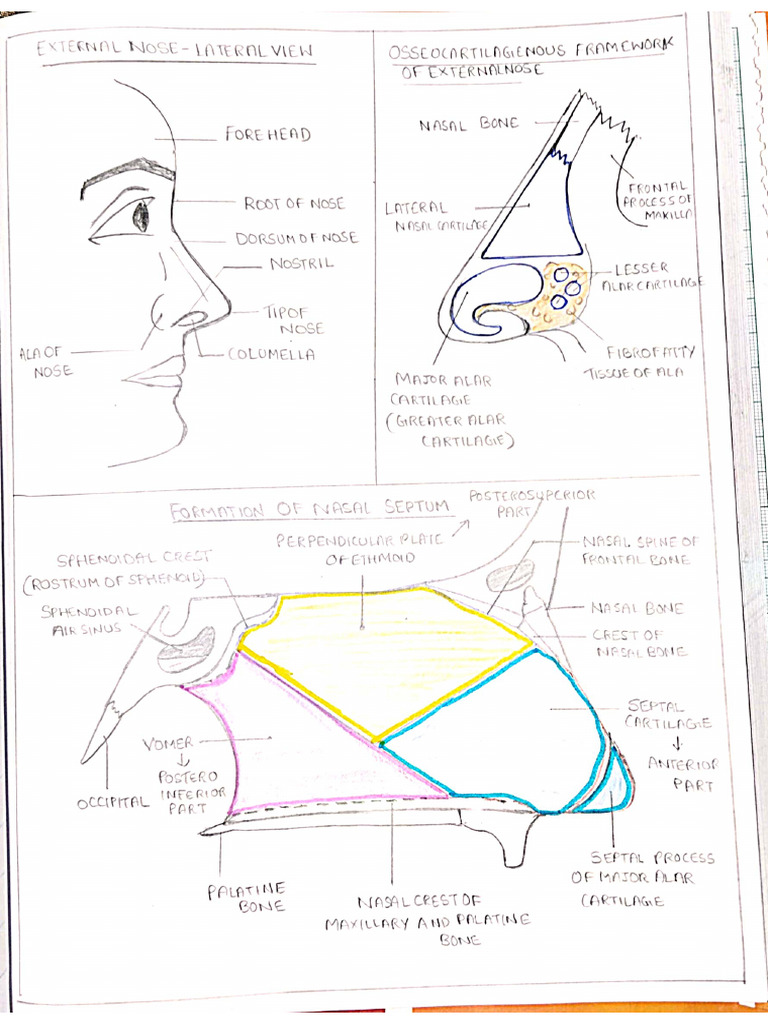 Anatomy Record Diagram | PDF