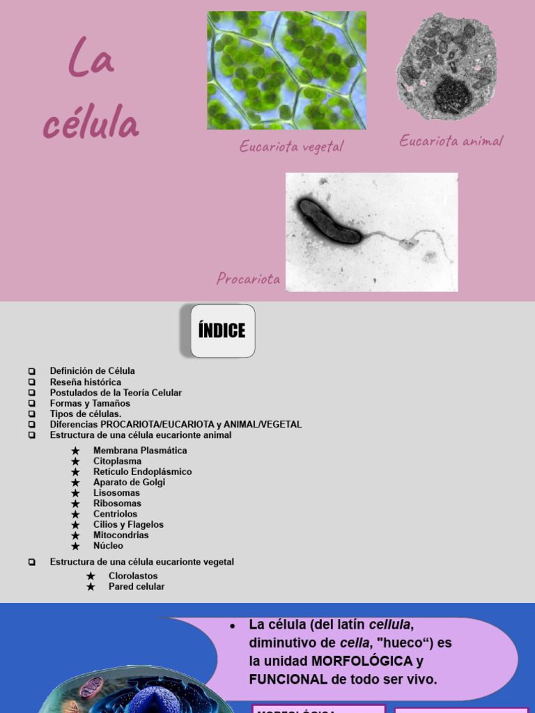 CELULA | PDF | Citoplasma | Biología Celular)
