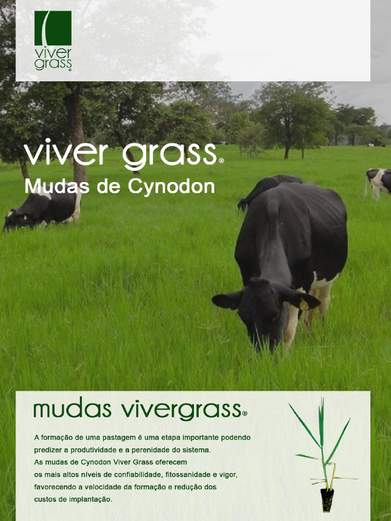 Mudas de Cynodon - Viver Grass | PDF