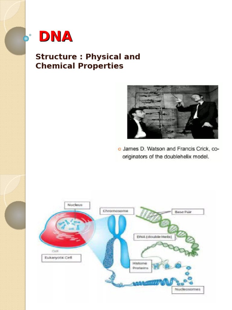 DNA Structure and Properties Explained | PDF | Dna | Nucleotides