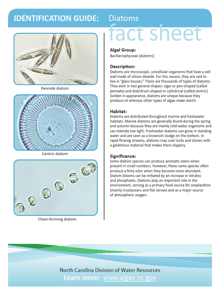 Diatoms: Microscopic Algae Guide | PDF | Earth Sciences | Biology