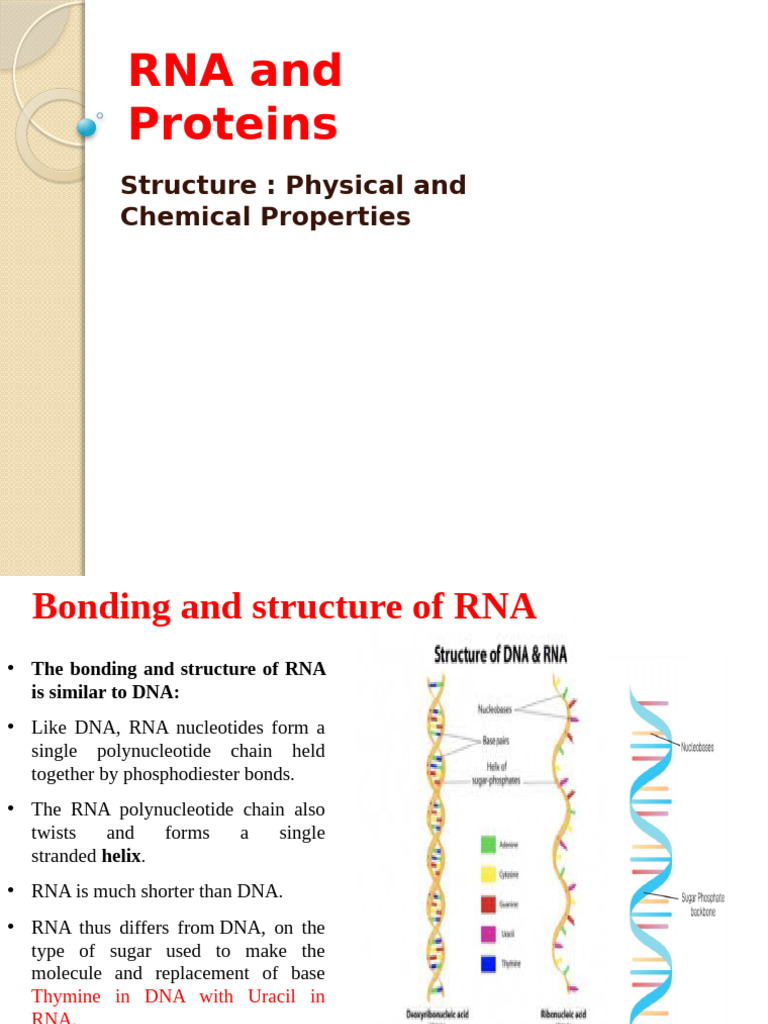 RNA+Proteins-Structure and Properties (1) | PDF | Ribosomal Rna | Rna