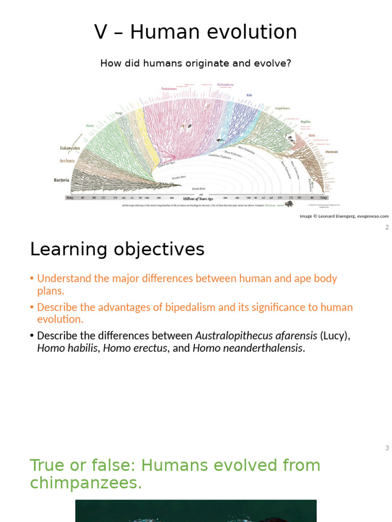 Human Evolution: Key Hominin Differences | PDF | Homo | Human Evolution